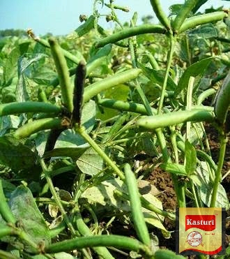 URAD DAL – KASTURI